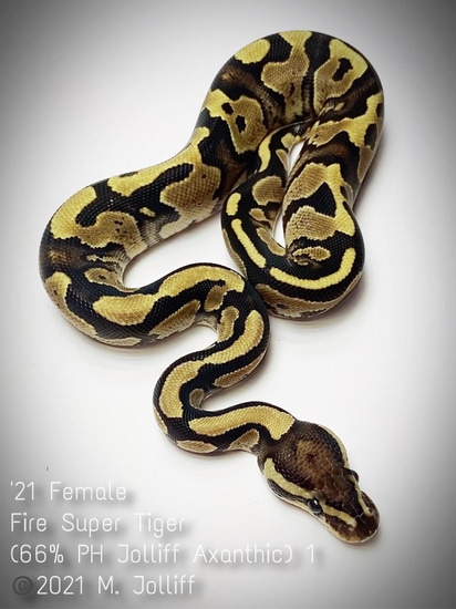 Fire Super Tiger (Poss. Het. Jolliff Axanthic) Ball Python by The Rat ...