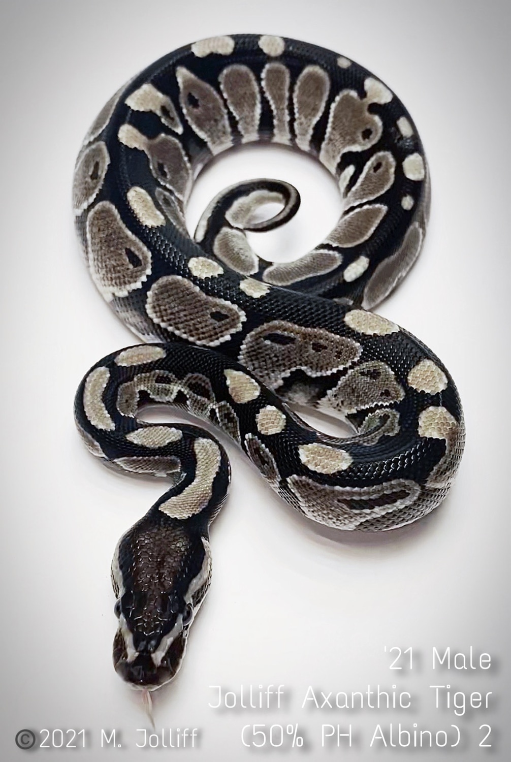 Jolliff Axanthic Tiger (Poss. Het. Albino) Ball Python by The Rat Trap ...