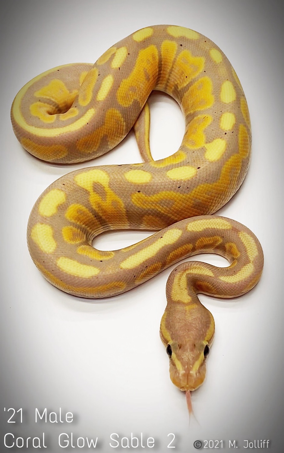 Coral Glow Sable Ball Python by The Rat Trap, LLC - MorphMarket