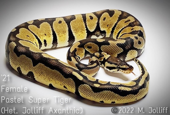 Pastel Super Tiger (Het Jolliff Axanthic) Ball Python by The Rat Trap, LLC