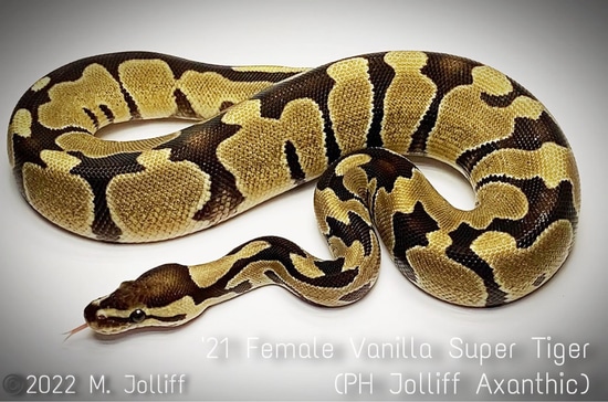 Vanilla Super Tiger (PH Jolliff Axanthic) Ball Python by The Rat Trap, LLC