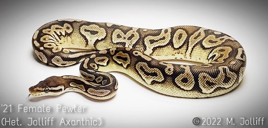 Pewter (Het. Jolliff Axanthic) Ball Python by The Rat Trap, LLC