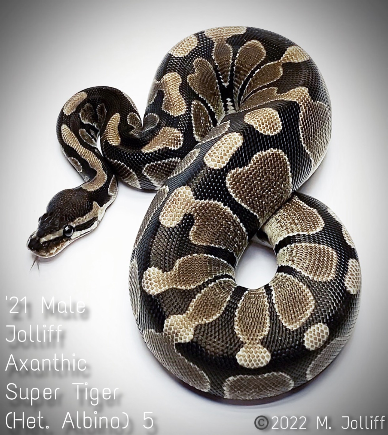 Jolliff Axanthic Super Tiger (Het. Albino) Ball Python by The Rat Trap ...