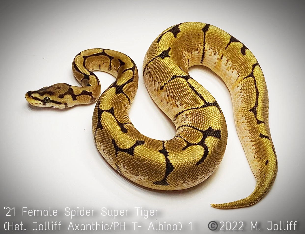 Spider Super Tiger (Het. Jolliff Axanthic/PH Albino) Ball Python by The ...