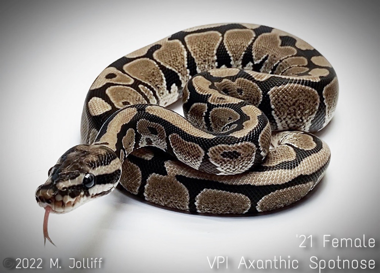 VPI Axanthic Spotnose Ball Python by The Rat Trap, LLC - MorphMarket