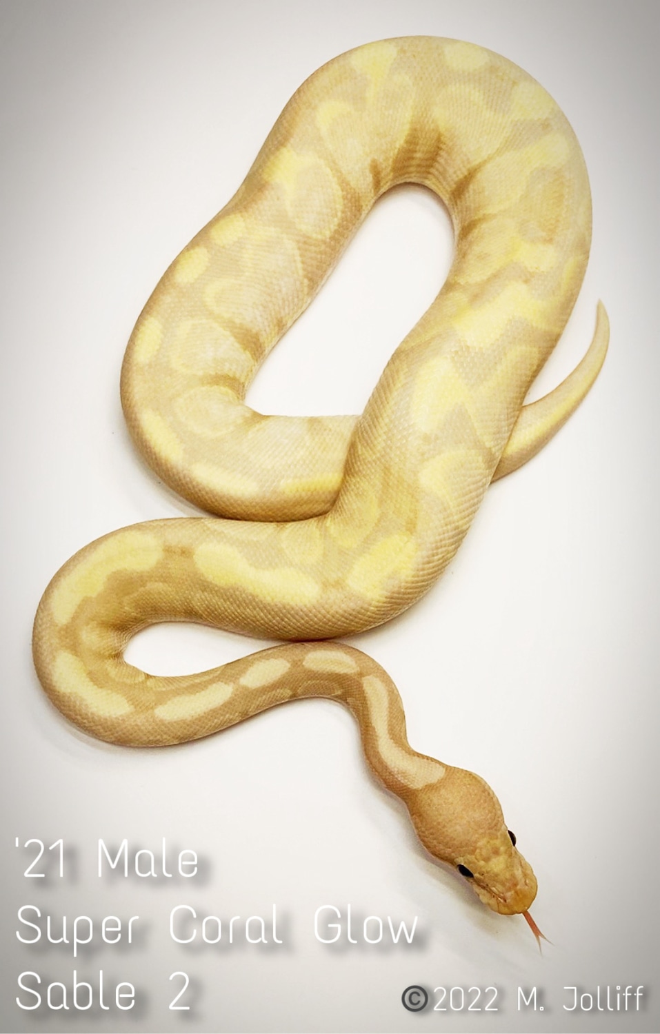 Super Coral Glow Sable Ball Python by The Rat Trap, LLC - MorphMarket