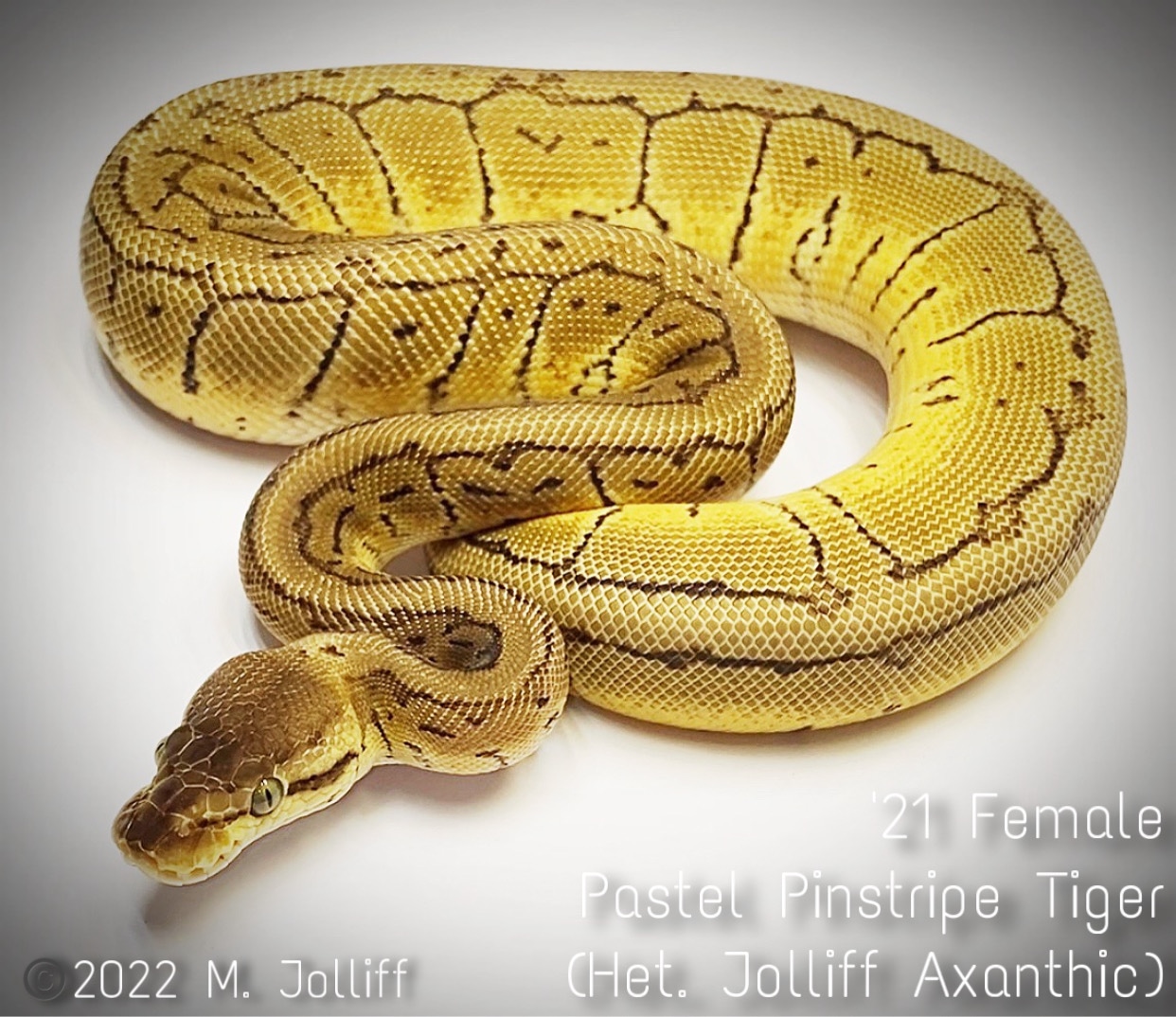 Pastel Pinstripe Tiger (Het. Jolliff Axanthic) Ball Python by The Rat Trap, LLC - MorphMarket