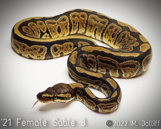 Sable Ball Python by The Rat Trap, LLC