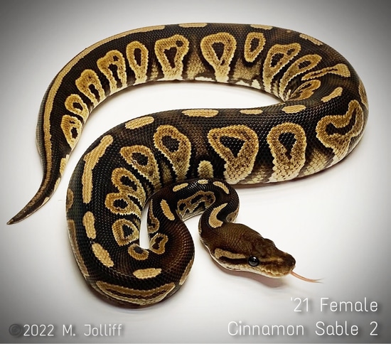 Cinnamon Sable Ball Python by The Rat Trap, LLC