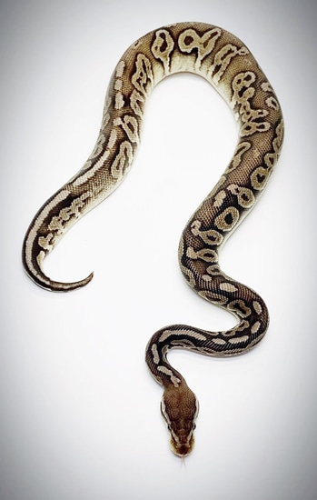 Jolliff Axanthic Pewter Ball Python by The Rat Trap, LLC