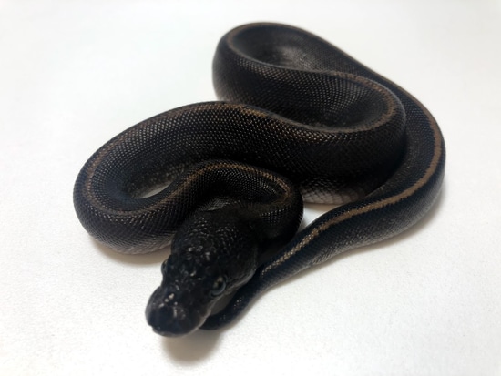 Mocha Suma Ball Python by The Snake Maker