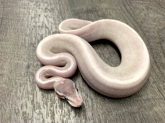 GHI Mystic Potion Ball Python by The Snake Maker