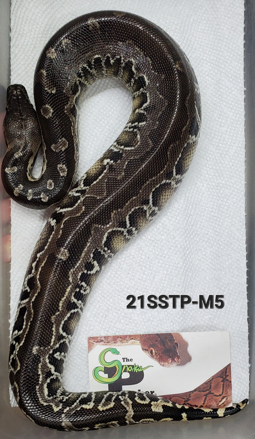 Sumatran Short-tailed Python by The Snake Pusher - MorphMarket