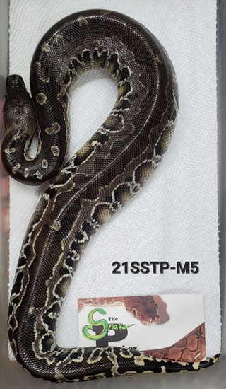 Sumatran Short-tailed Python Sumatran Short-Tailed Python by The Snake ...