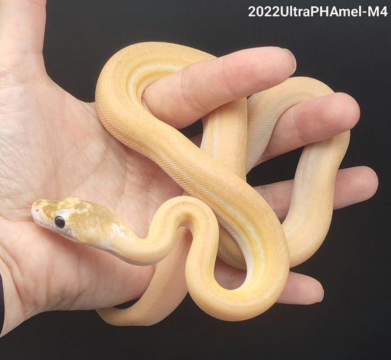 Ultra Ivory PH Amel - 50%SD Reticulated Python by The Snake Pusher