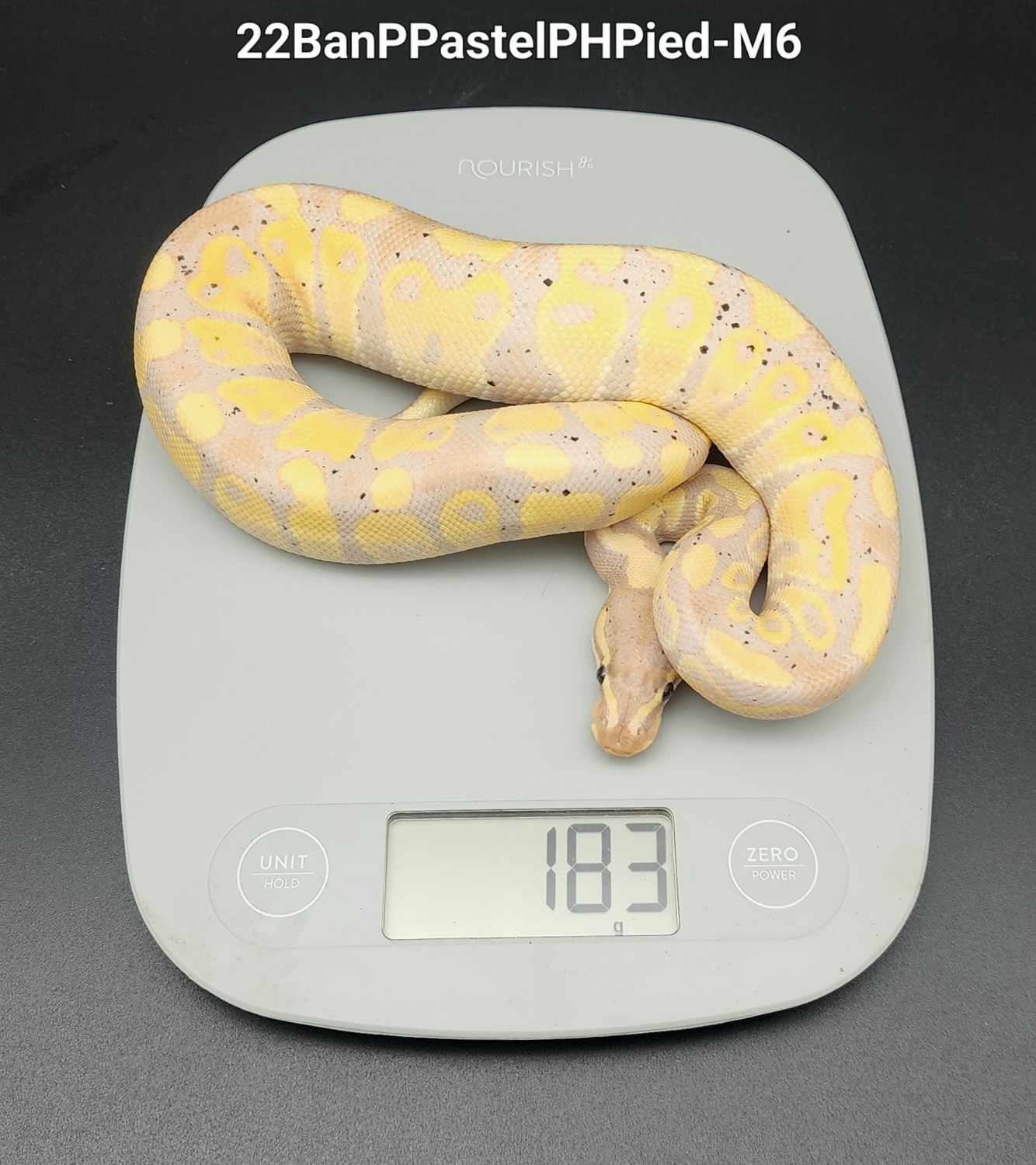 Banana Prob Pastel PH Pied - Ball Python by The Snake Pusher - MorphMarket