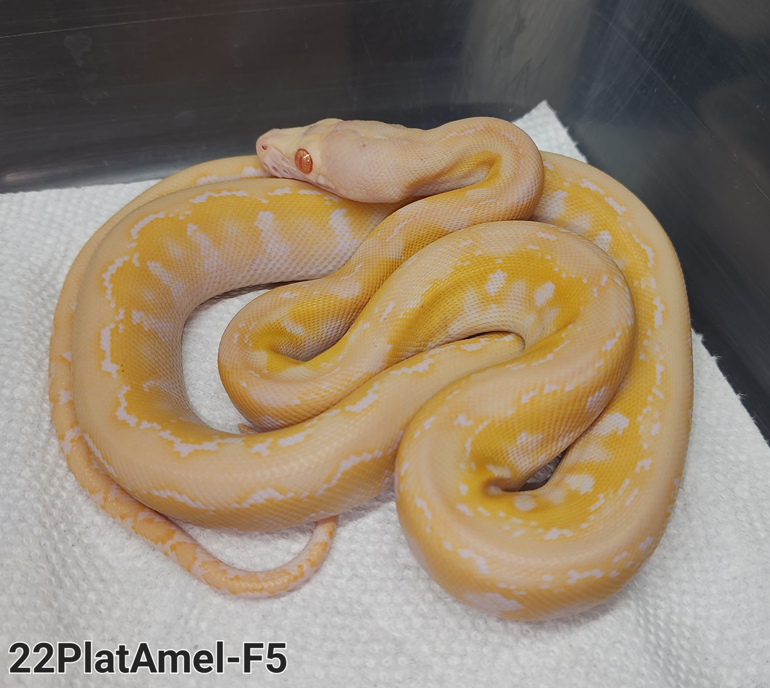 Platinum Amel - 50% SD Reticulated Python by The Snake Pusher - MorphMarket