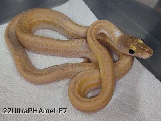 Ultra Ivory PH Amel - 50%SD Reticulated Python by The Snake Pusher