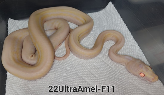 Ultra Ivory Amel - 50% SD Reticulated Python by The Snake Pusher