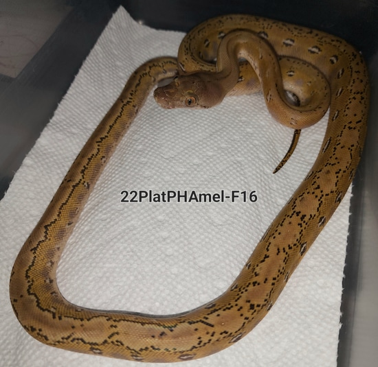 Platinum Ph Amel - 50% SD Reticulated Python by The Snake Pusher
