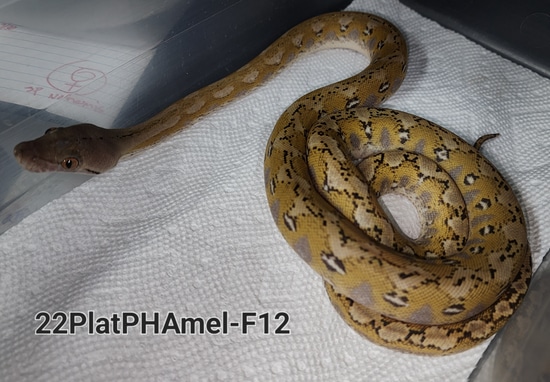 Platinum Ph Amel - 50% SD Reticulated Python by The Snake Pusher