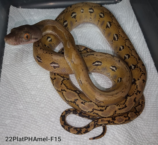 Platinum Ph Amel - 50% SD Reticulated Python by The Snake Pusher