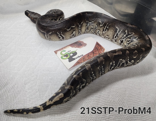 Sumatran Short-Tail - Probable Male Sumatran Short-Tailed Python by The ...