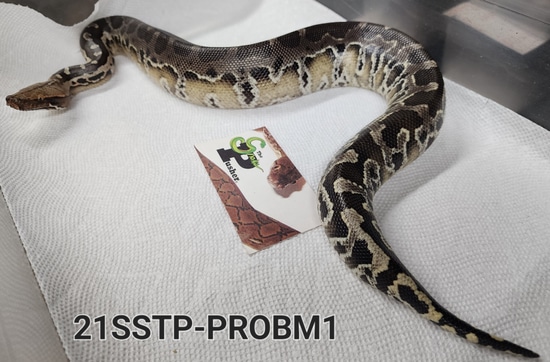 Sumatran Short-Tail - Probable Male Sumatran Short-Tailed Python by The ...
