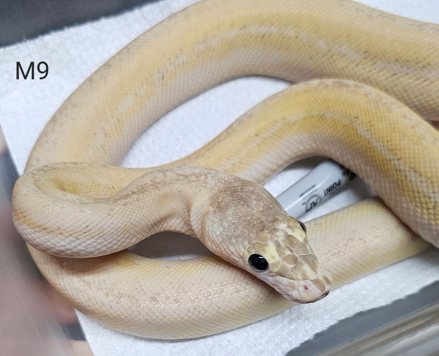 Ultra Ivory PH Amel - 50%SD Reticulated Python by The Snake Pusher ...