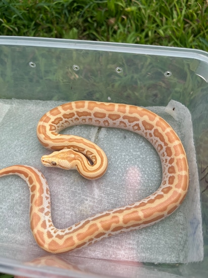 Pearl 66% Het Green 100% Het Albino Burmese Python by The Snake Spot