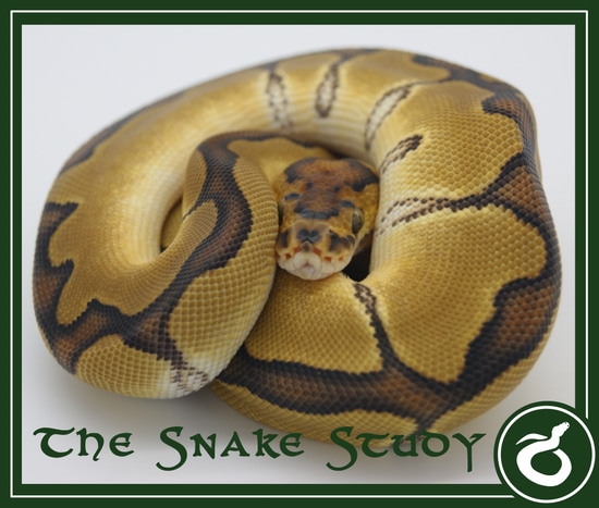 Enchi Clown Ball Python by The Snake Study