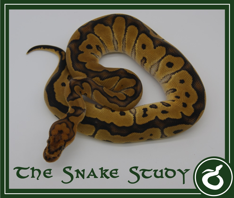 Clown Ball Python by The Snake Study - MorphMarket