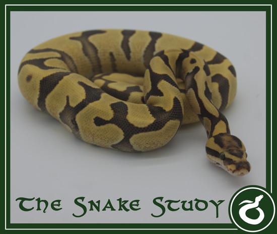 Enchi Fire Desert Ghost Ball Python by The Snake Study