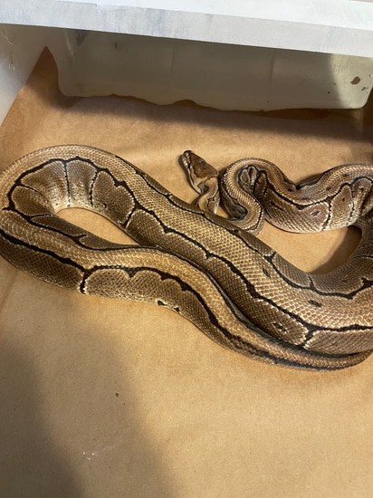 Pinstripe Ball Python by The Song Bird Ranch LLC
