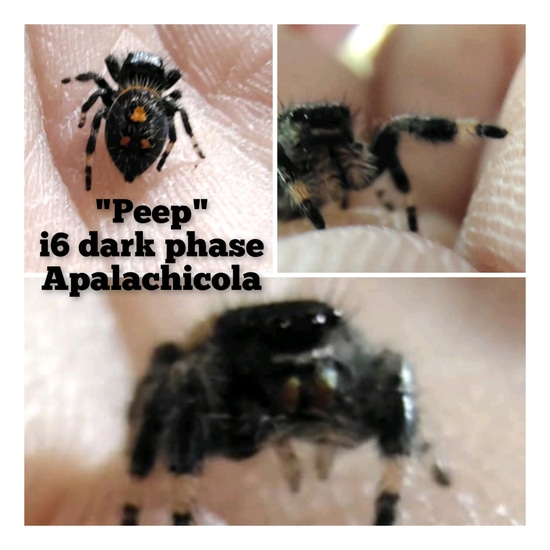 Dark Phase Phiddipus Regius Apalachicola - Instar 6 Jumping Spider by ...