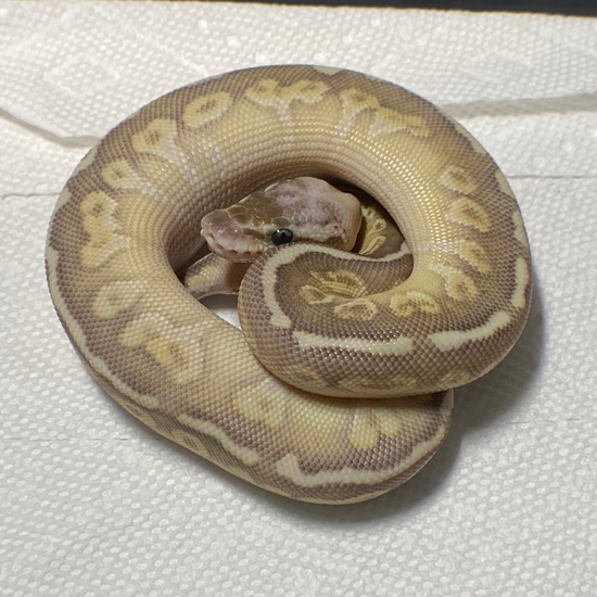 Pastel Soul Sucker Ball Python by TheTattooedPython