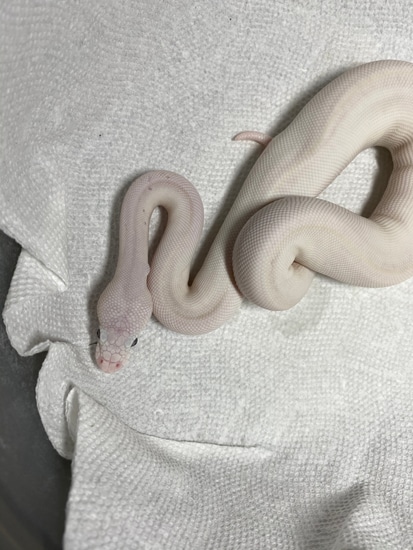 BEL With Extras Ball Python by TheTattooedPython