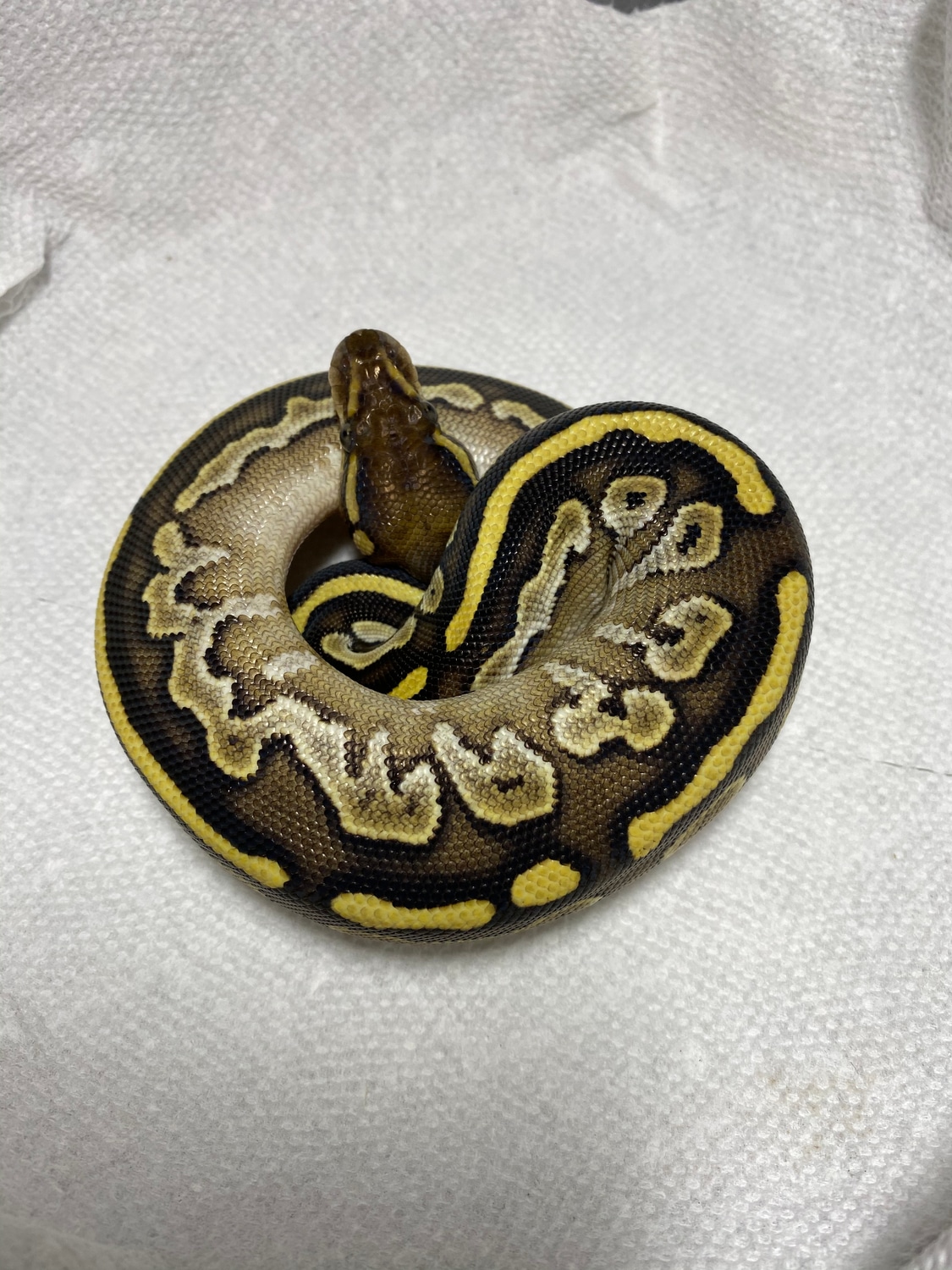 Lesser Mahogany Ball Python by TheTattooedPython - MorphMarket