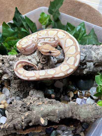 Banana Lesser Pastel Ball Python by TheTattooedPython