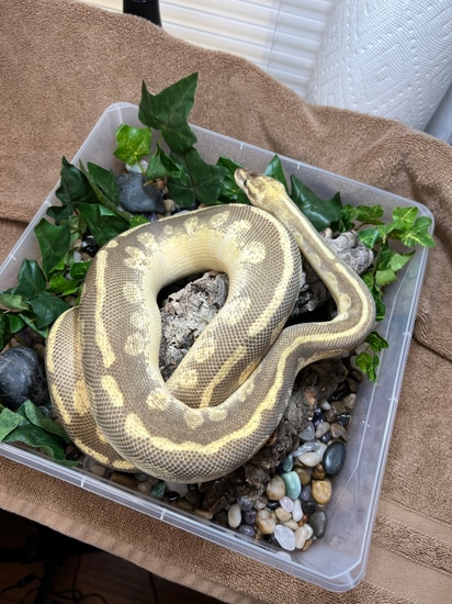 Butter Enchi HGW Pastel Ball Python by TheTattooedPython