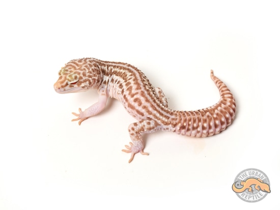 Super RADAR Leopard Gecko by The Urban Reptile