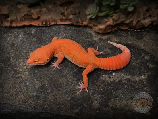 Blood Bell Sunglow Leopard Gecko by The Urban Reptile