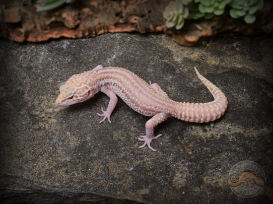 Super RADAR Leopard Gecko by The Urban Reptile