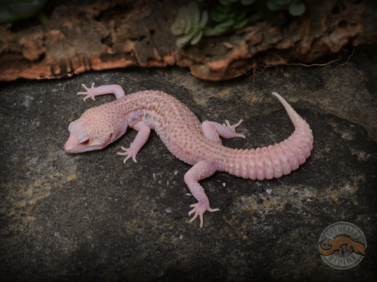 Super RADAR Leopard Gecko by The Urban Reptile