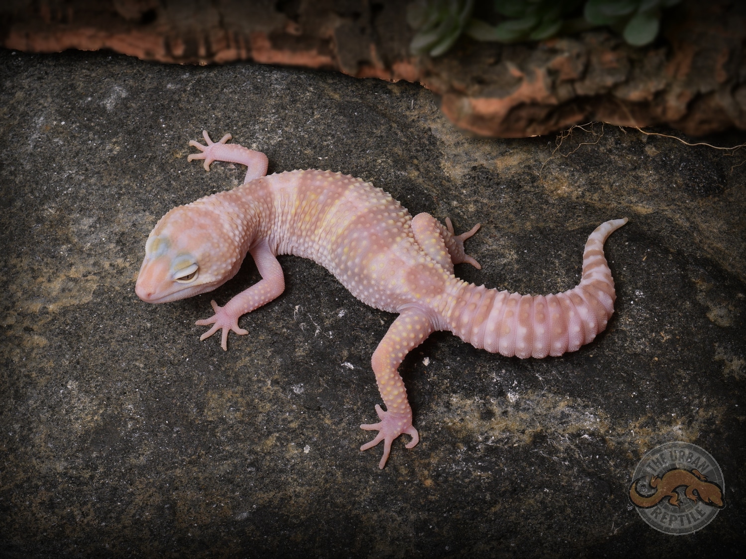 Phantom Leopard Gecko by The Urban Reptile - MorphMarket
