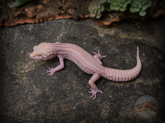 Super RADAR Leopard Gecko by The Urban Reptile