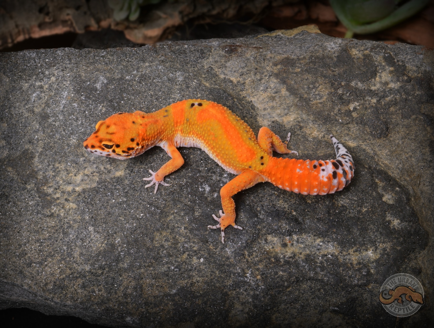 Blood Emerine Leopard Gecko by The Urban Reptile - MorphMarket