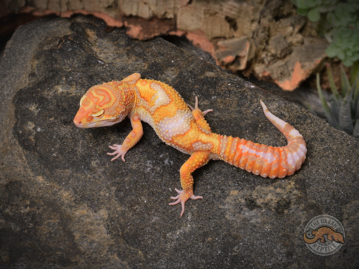White & Yellow Tremper Albino Jungle Leopard Gecko by The Urban Reptile - MorphMarket