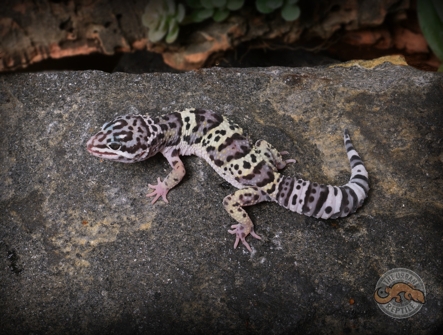 TUG Snow Leopard Gecko by The Urban Reptile - MorphMarket