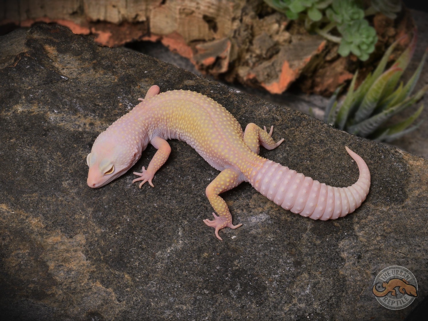 Mack Blazing Blizzard Leopard Gecko by The Urban Reptile - MorphMarket
